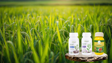 White Root Organics